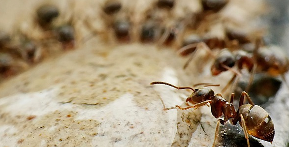 OUR SERVICES – Alpha Pest Management