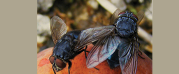 OUR SERVICES – Alpha Pest Management