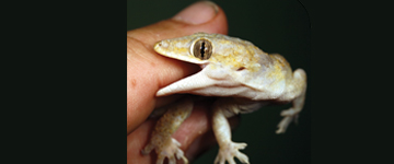 OUR SERVICES – Alpha Pest Management