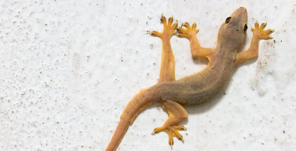 OUR SERVICES – Alpha Pest Management