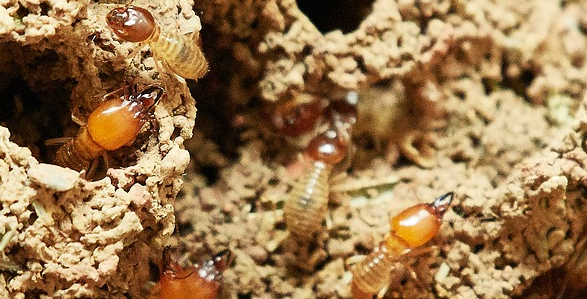 OUR SERVICES – Alpha Pest Management