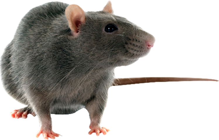 Important Notice!!! Leptospirosis Alert and Rodent Control Measures in ...